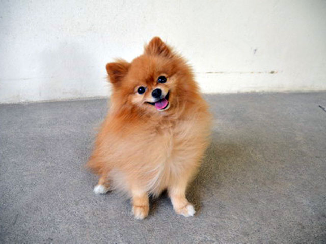 Salmon - BowWow Center